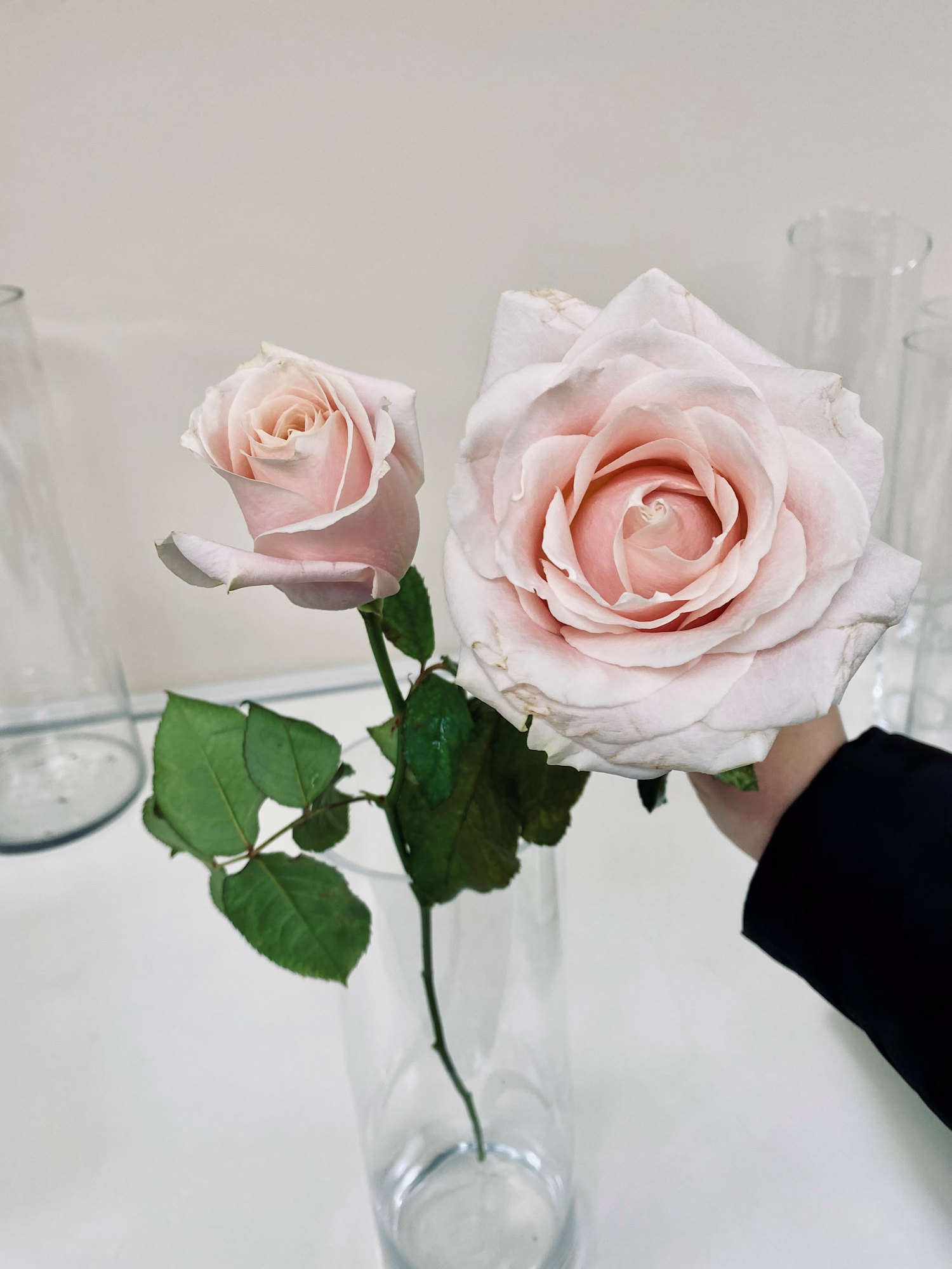 Avalanche Roses Birmingham | Bouquet of Roses | Victoria Flowers