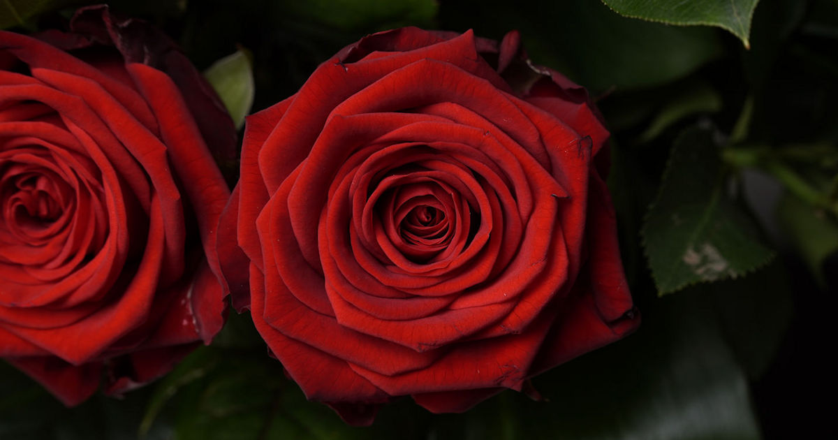 Red Naomi Roses | Red Rose Bouquets delivered in Birmingham
